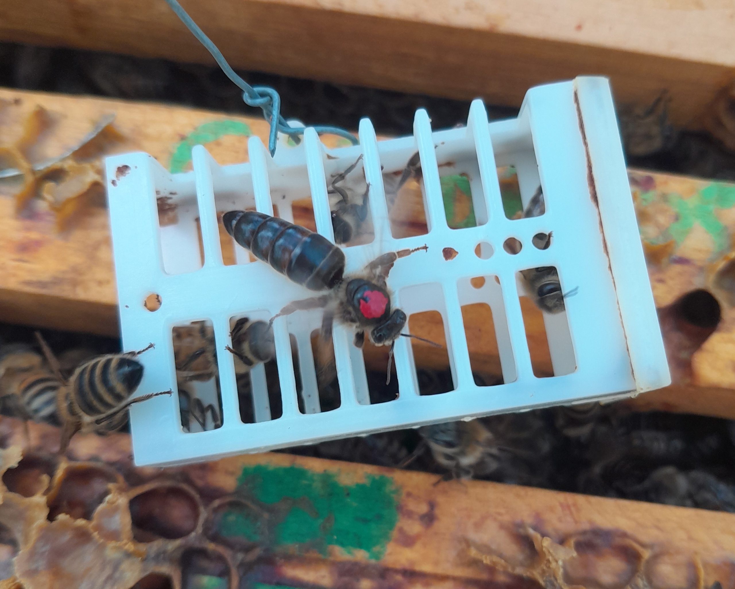 Projet - Varroa : Fall'Var - ADANA asso